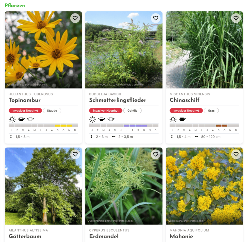 Invasive Neophyten - Naturgarten Blog